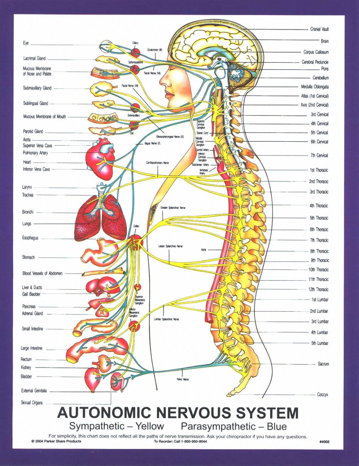 Understanding the Nervous System: A Comprehensive Guide to Charts and ...