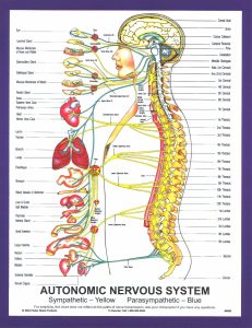 Understanding the Nervous System: A Comprehensive Guide to Charts and ...