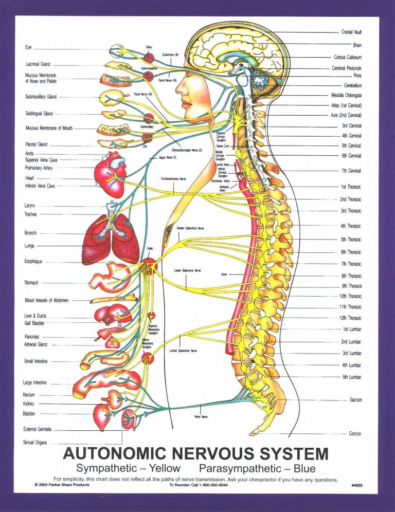 Understanding the Nervous System: A Comprehensive Guide to Charts and Diagrams - Chaztin