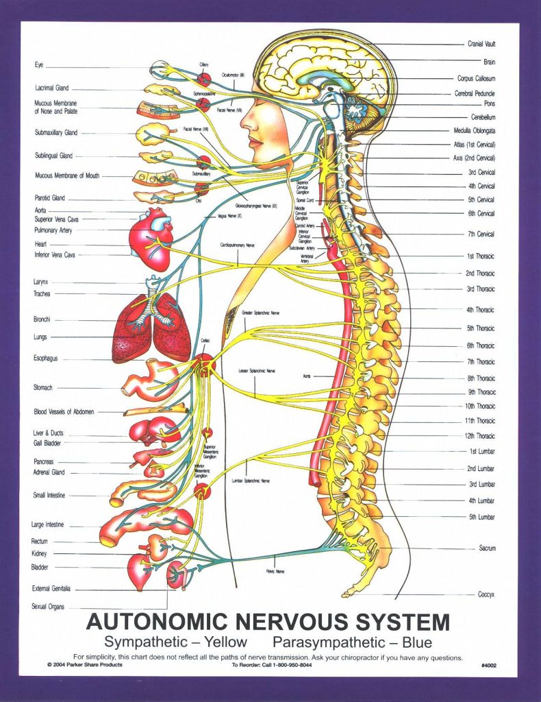 Understanding the Nervous System: A Comprehensive Guide to Charts and ...