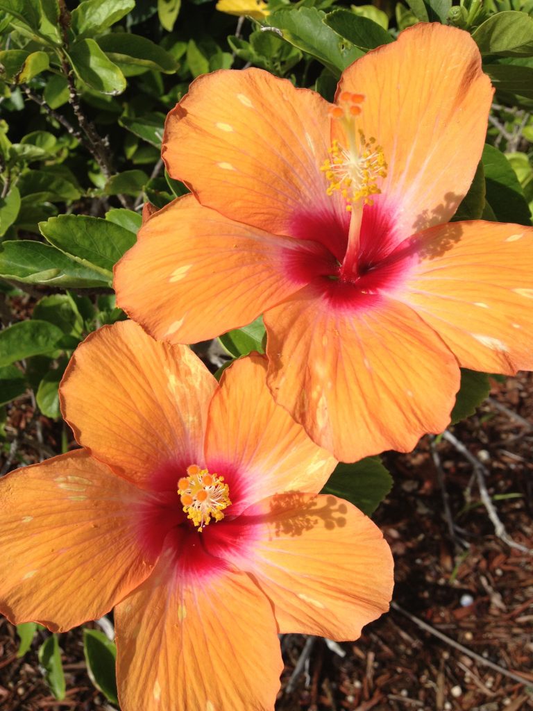 The Vibrant World of Orange Hibiscus: Varieties, Care, and Landscaping ...