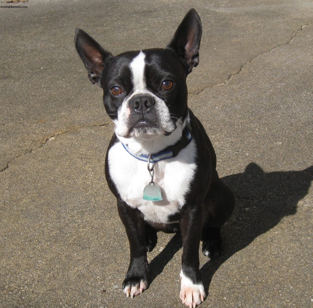 The All-American Boston Terrier: A Comprehensive Guide to Breed History ...