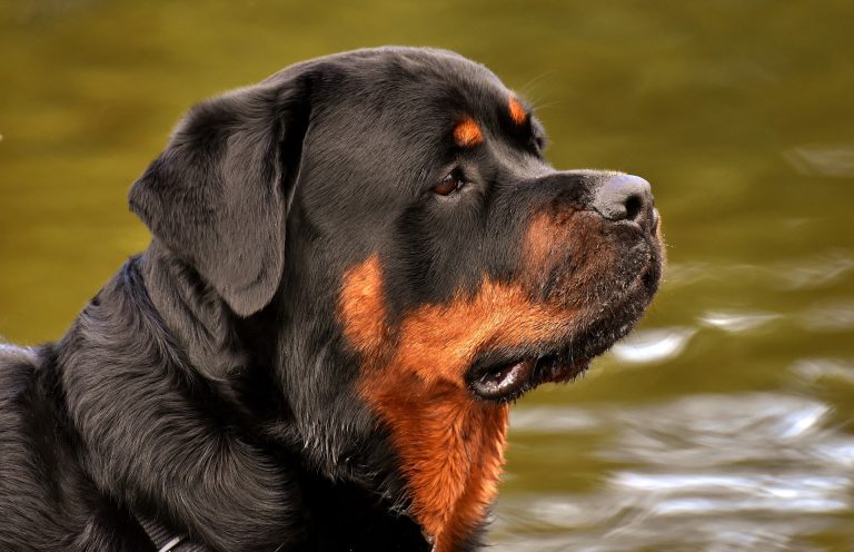 Breeding Rottweilers: A Comprehensive Guide to Health, Temperament, and ...