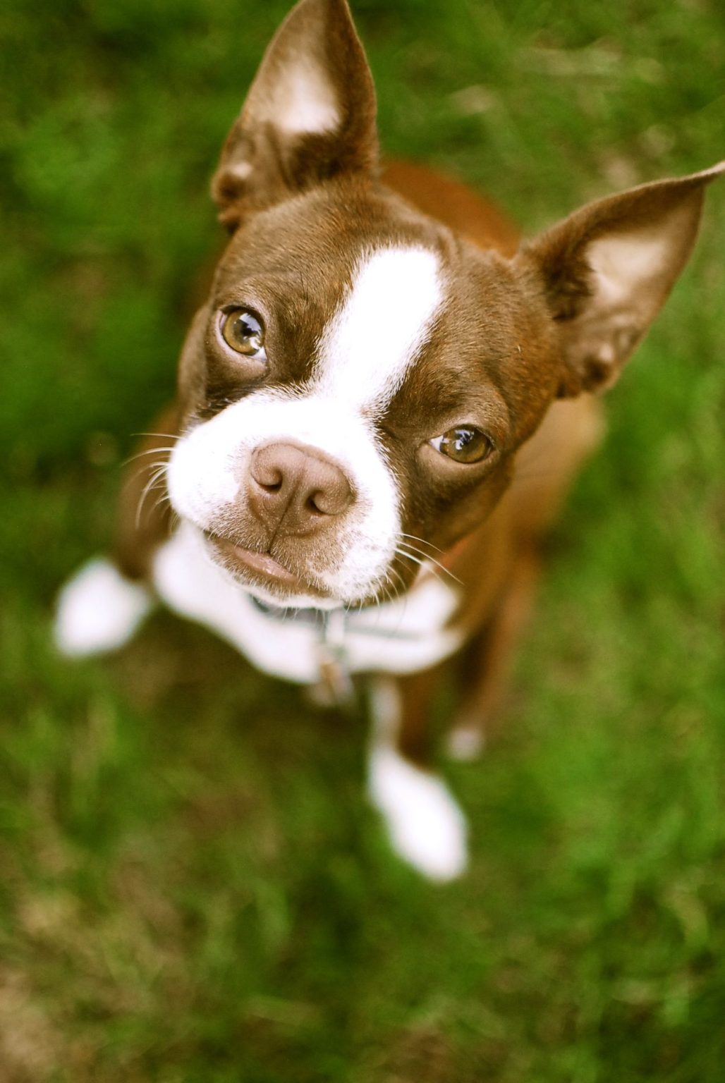 The Alluring Brindle Boston Terrier: A Complete Guide to Breed, Care ...