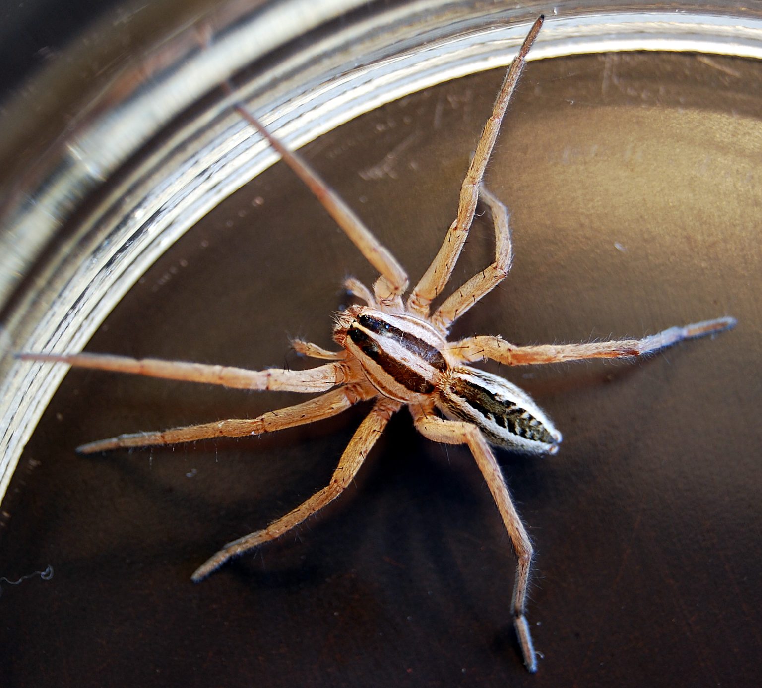 Identifying Brown Spiders of Texas: A Guide to Prevention, Bites, and ...