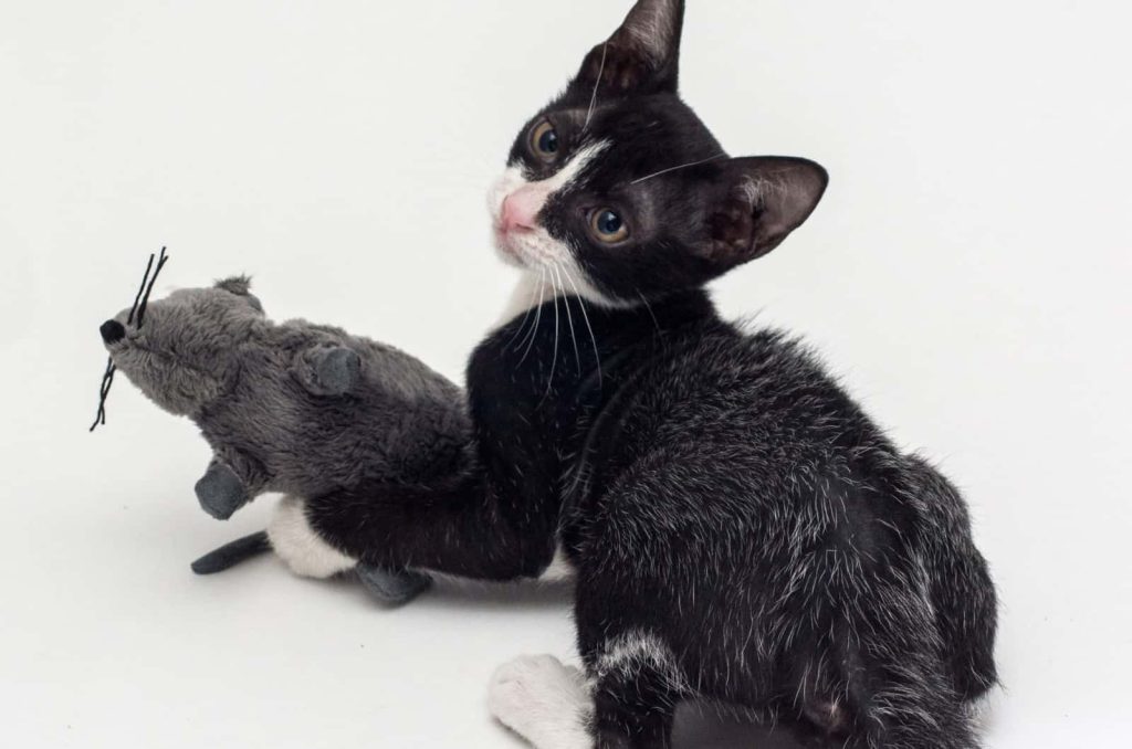 Understanding Fever Coat Kittens: Causes, Identification, and Care ...