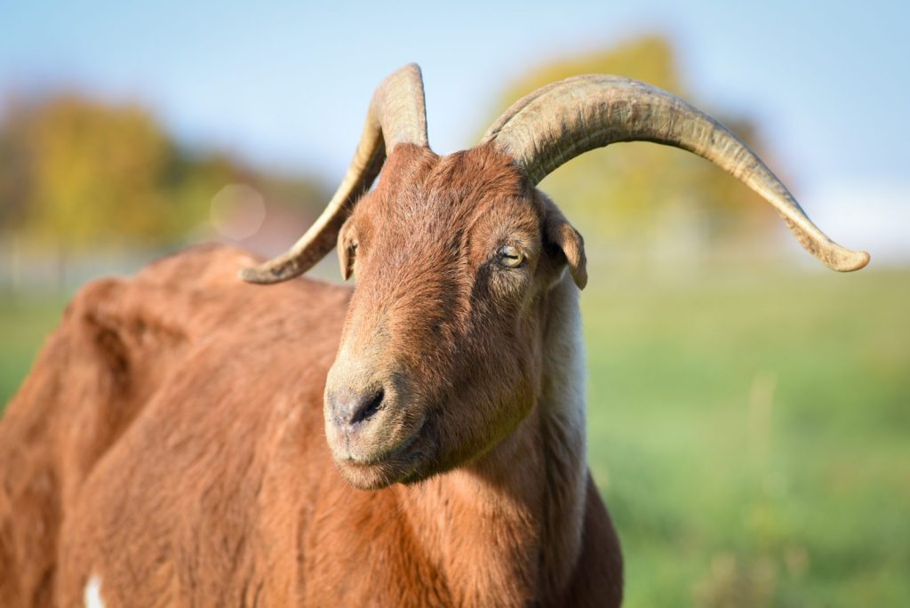 How Long Do Goats Live? Understanding Goat Lifespan and Factors ...