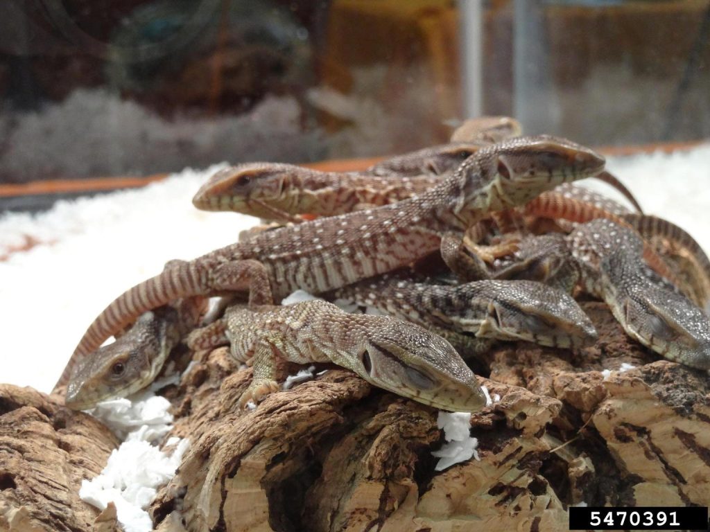 Savannah Monitor (Varanus Exanthematicus) Care: A Guide to Keeping Bosc ...