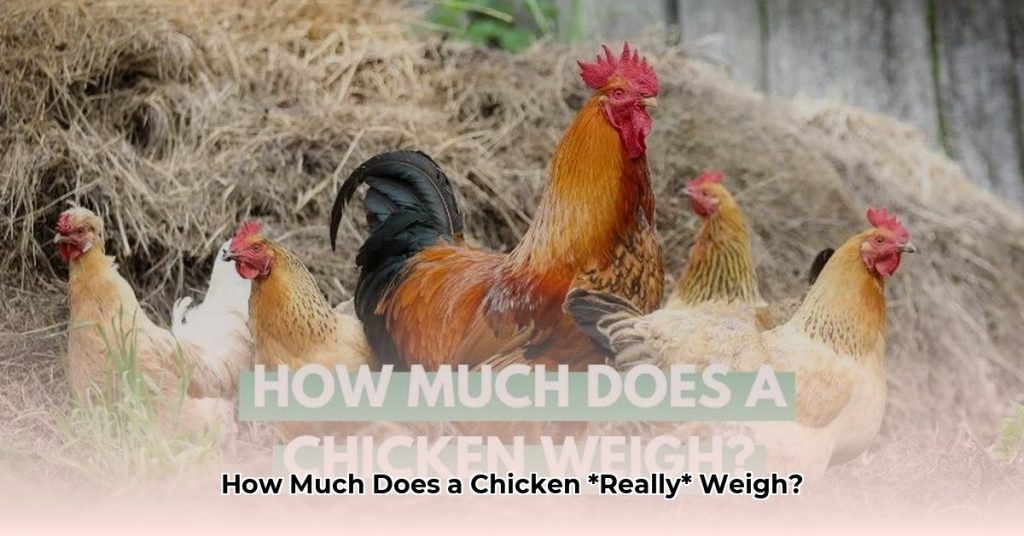 How Much Does a Chicken Weigh? (Breed Chart, Live & Dressed Weights ...