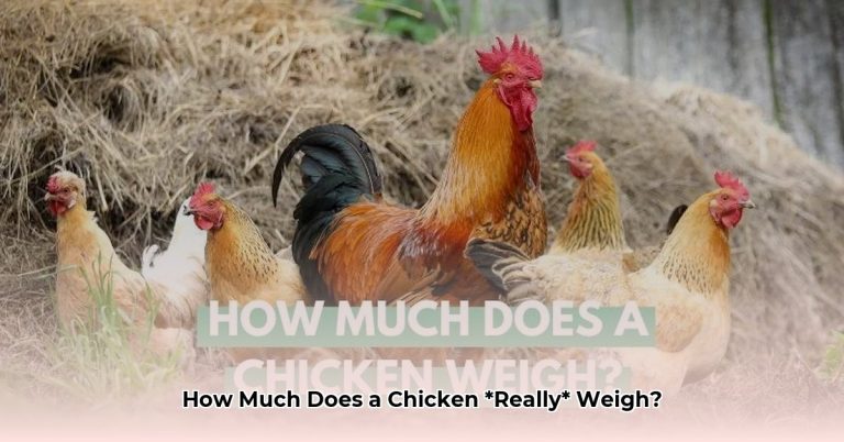 How Much Does a Chicken Weigh? (Breed Chart, Live & Dressed Weights ...