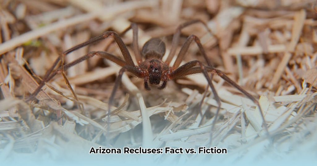 Arizona Recluse Spiders: Identification, Bites, and Control - Chaztin