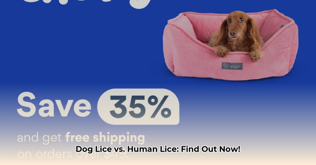 Can Dogs Get Lice From Humans? (Vet-Approved Facts) - Chaztin
