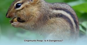 Chipmunk Droppings: Identification, Dangers & Control - Chaztin