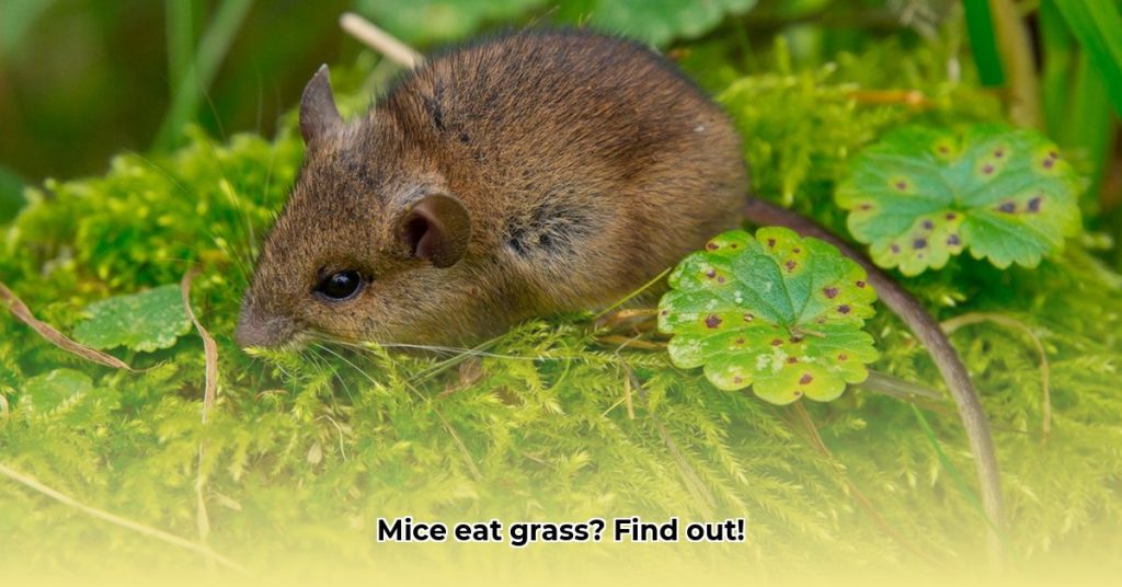 Do Mice Eat Grass? Diet Facts Revealed - Chaztin