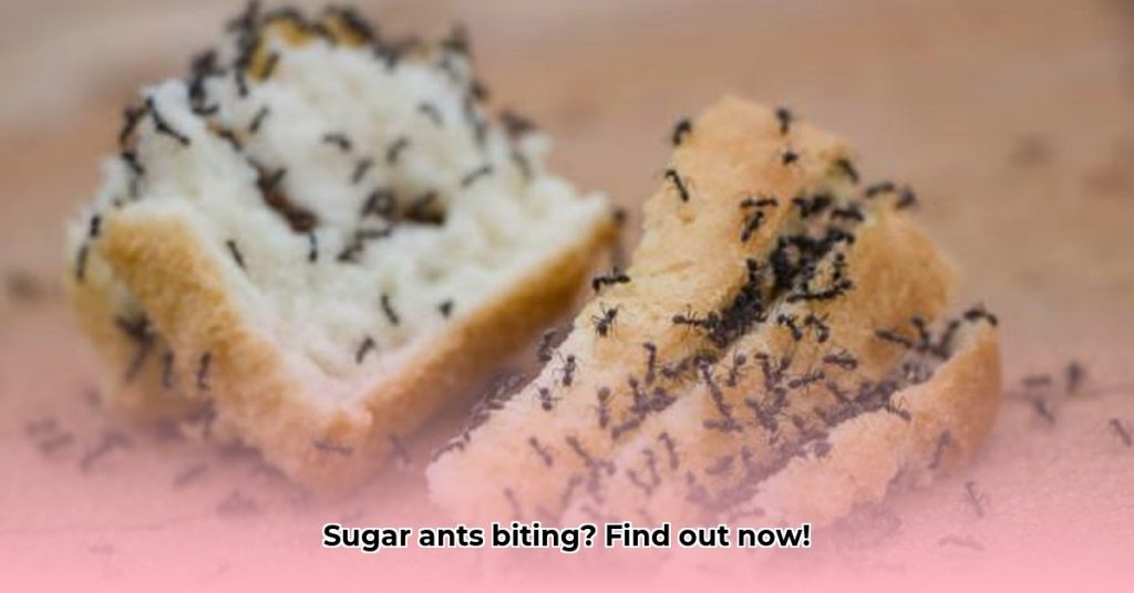 Do Sugar Ants Bite? Fast Solutions & Prevention Guide - Chaztin