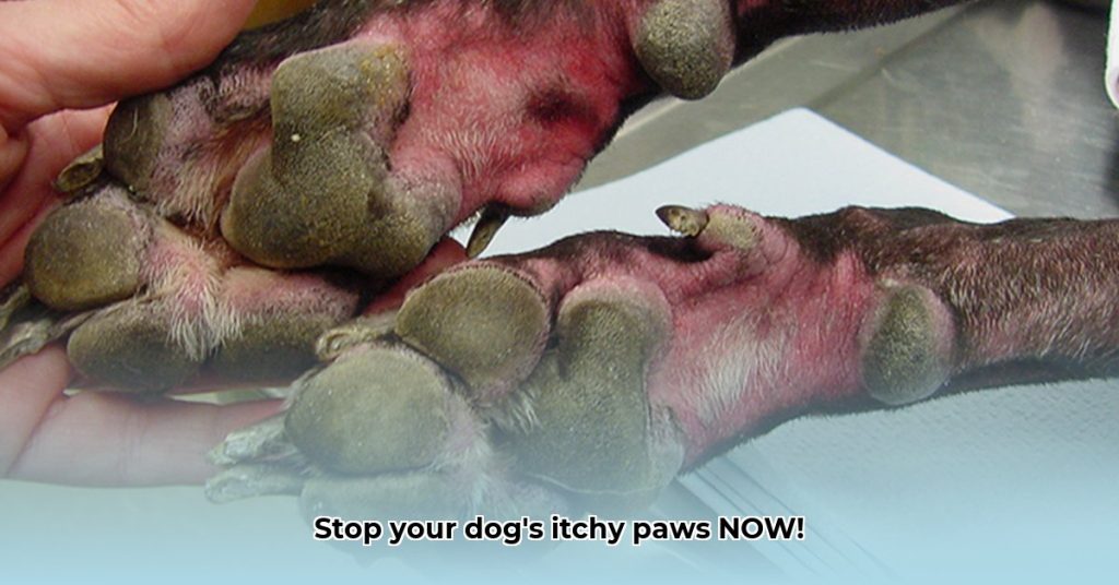 Stop Dog Paw Itching: Effective Solutions Now - Chaztin