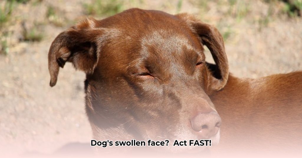 Dog Swollen Face: Urgent Vet Care & Home Remedies - Chaztin