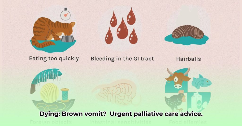 End of Life Vomiting Brown Liquid: Palliative Care Guide - Chaztin