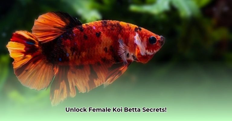 Female Koi Betta Guide: Success Secrets for Beginners - Chaztin