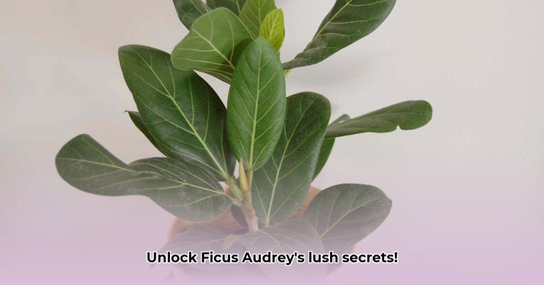 Grow a Thriving Ficus Audrey Tree: Expert Guide - Chaztin